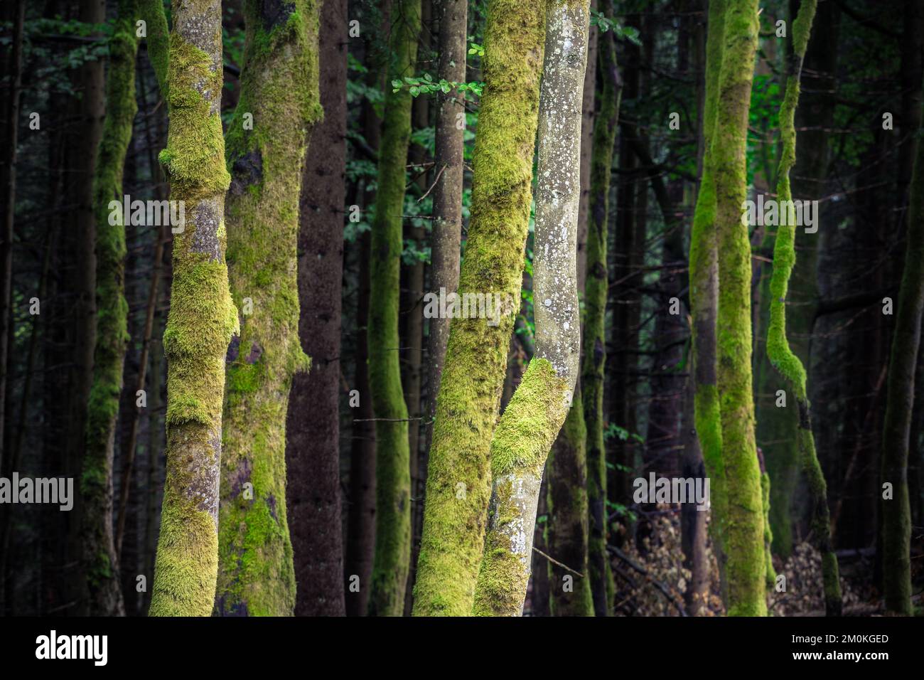 The moss covered tree trunks in the rainforest Stock Photo - Alamy