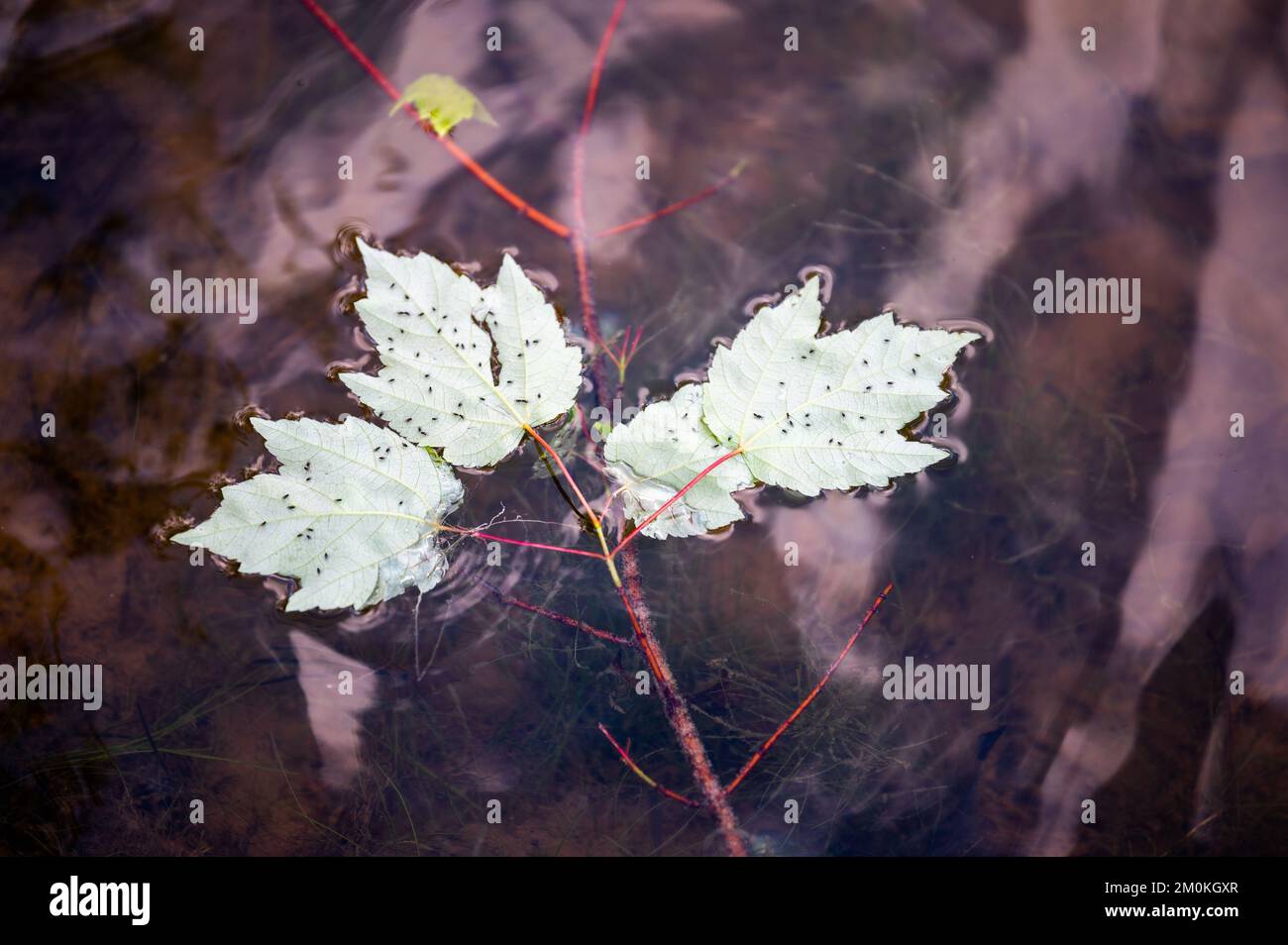 A branch of maple tree with leaves floating on the water surface Stock ...