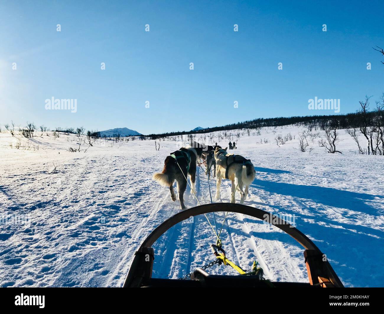 Alaskan huskies dog sledding in Tromso, Norway Stock Photo - Alamy