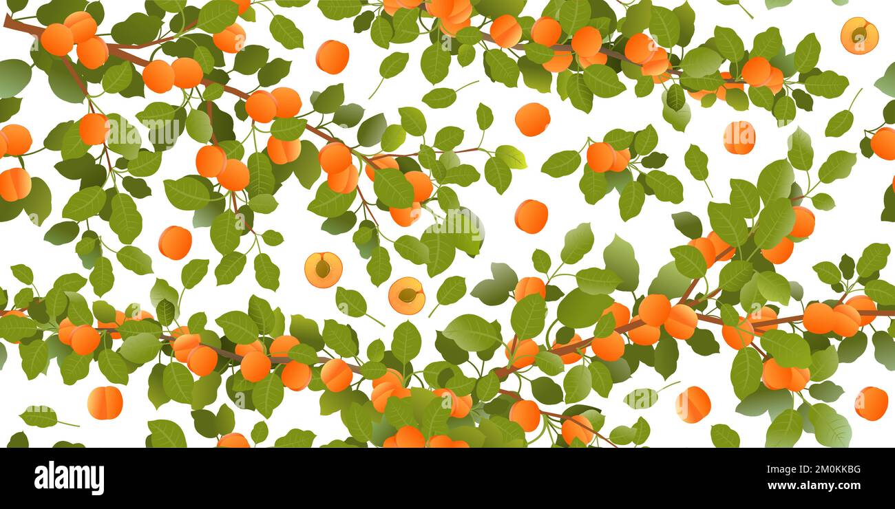 Branches apricot tree with ripe fruit beautiful. Garden plant with ...