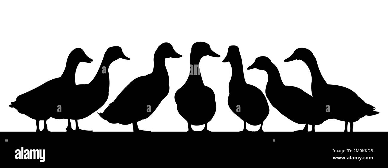 Ducks graze in pasture. Picture silhouette. Farm pets. Domestic poultry ...