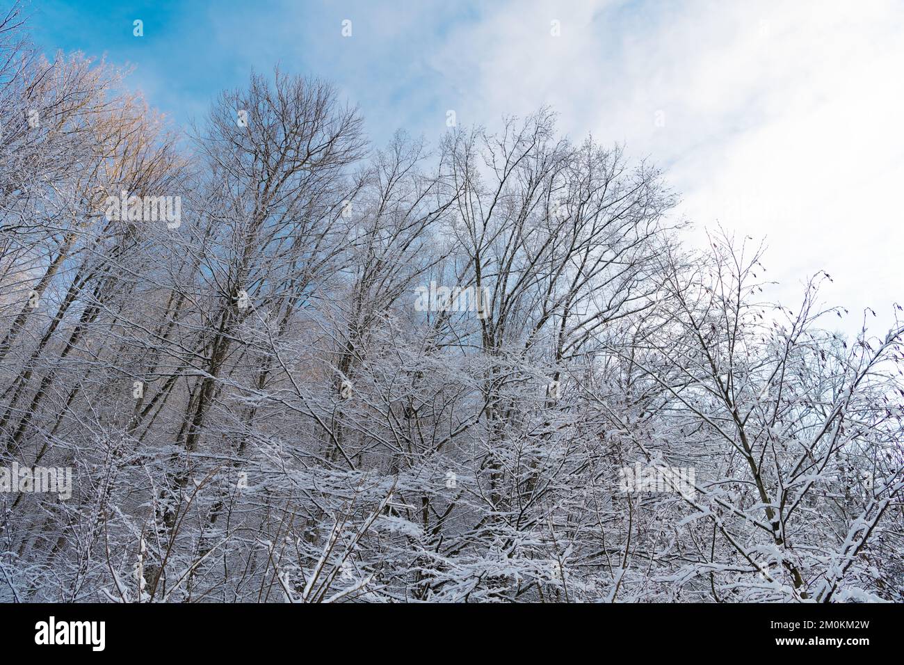 Rime on treetops in winter forest on cloudy sky Stock Photo - Alamy