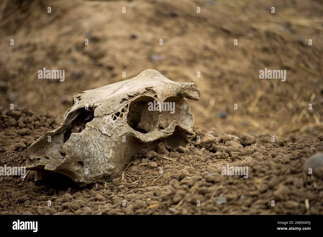 Dried skull hi-res stock photography and images - Alamy