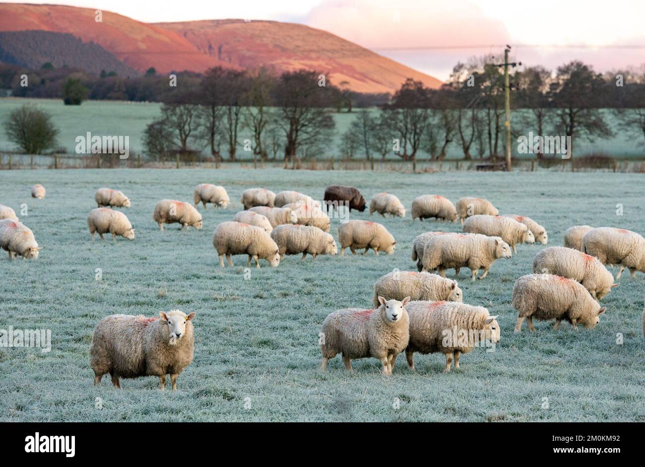 Chipping, Preston, Lancashire, UK. 7th Dec, 2022. The sun lighting up ...