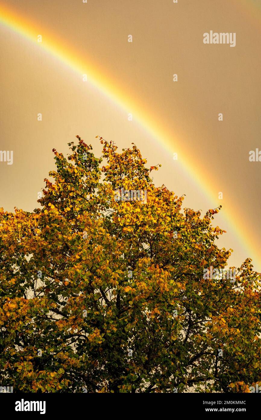 Tree with rainbow in autumn Stock Photo - Alamy