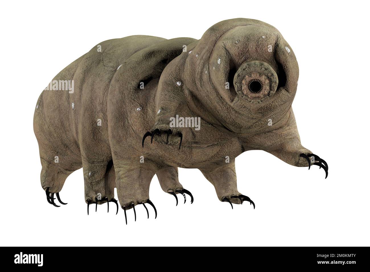 Water bear, illustration Stock Photo - Alamy