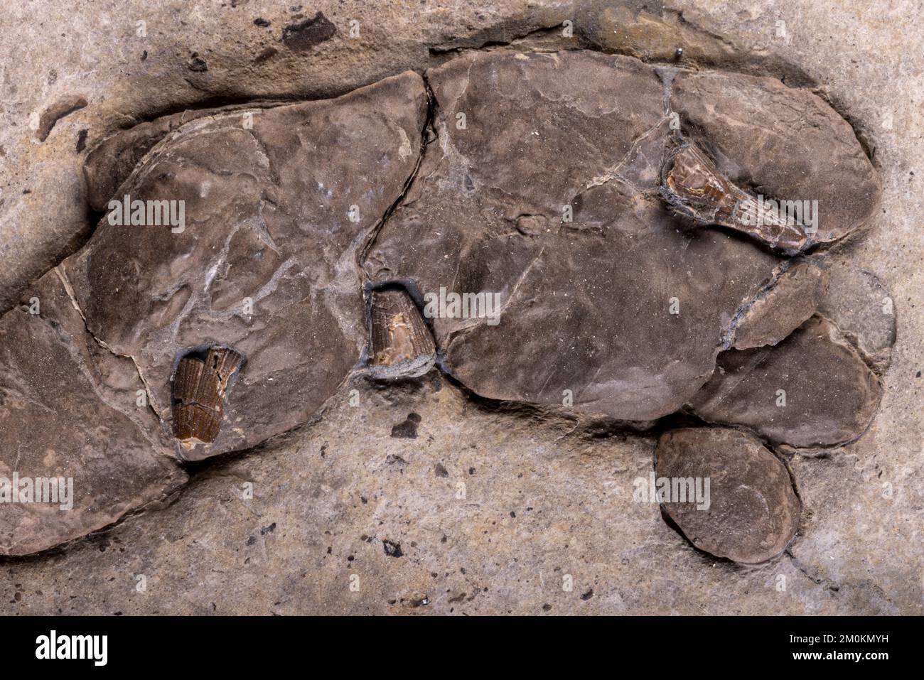 Coprolite of an ichthyosaur Stock Photo - Alamy