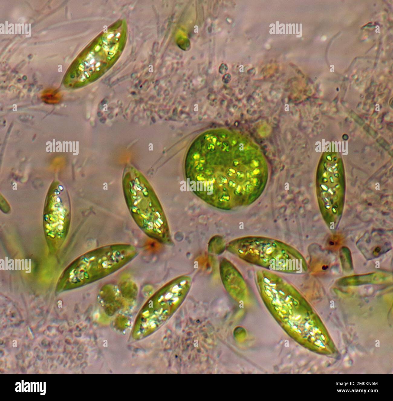 Microalgae settled on Lemna sp. root, light micrograph Stock Photo - Alamy