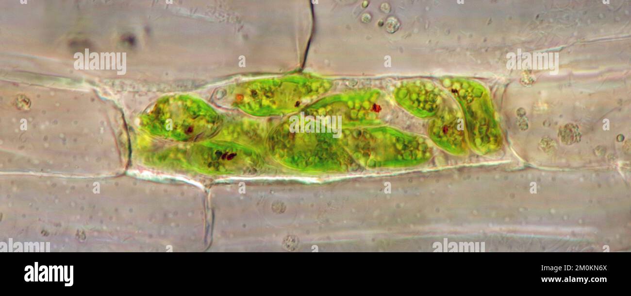 Euglenoids in duckweed (Lemna sp.) root, light micrograph Stock Photo ...