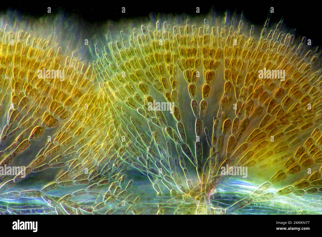 Batrachospermum red algae, light micrograph Stock Photo - Alamy