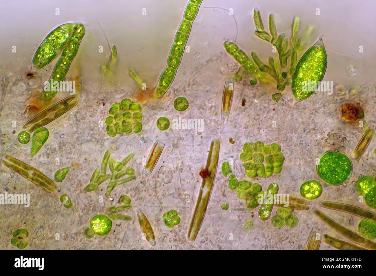 Microalgae settled on Lemna sp. root, light micrograph Stock Photo - Alamy