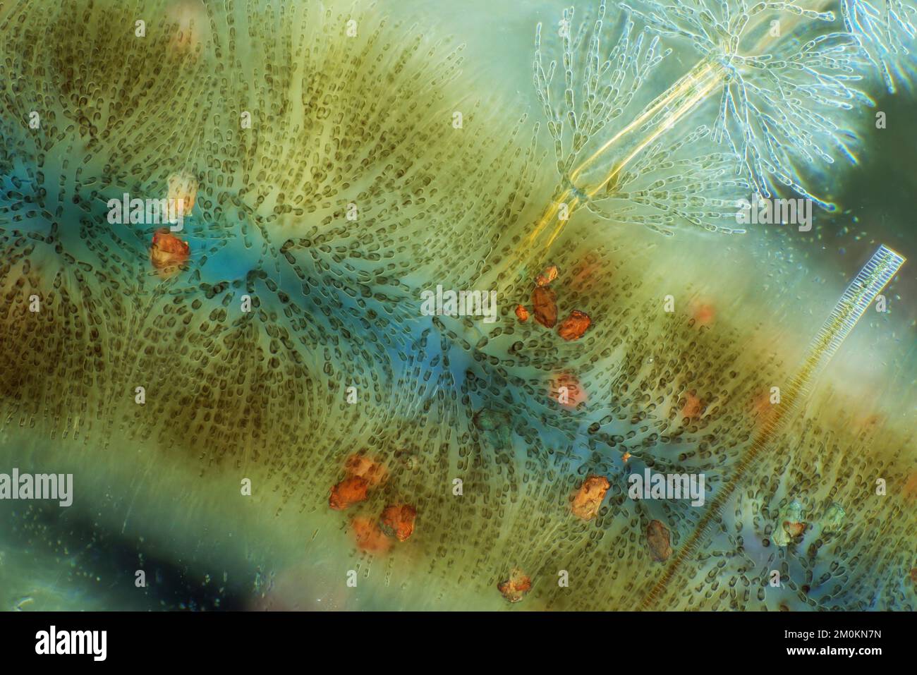Batrachospermum red algae, light micrograph Stock Photo - Alamy