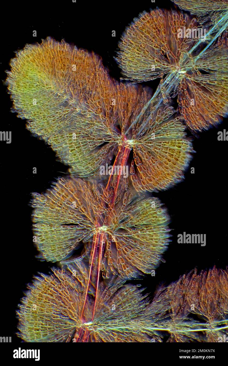 Batrachospermum red algae, light micrograph Stock Photo - Alamy