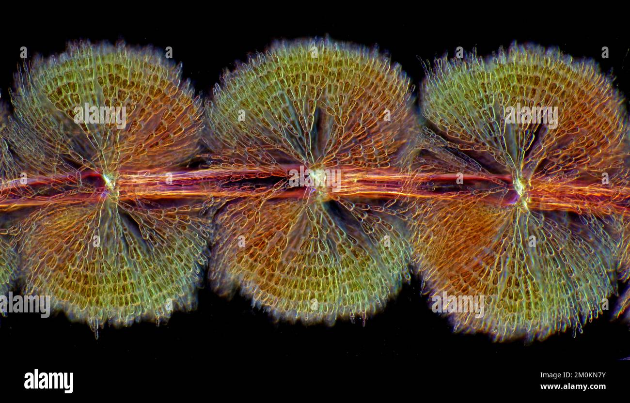 Batrachospermum red algae, light micrograph Stock Photo - Alamy