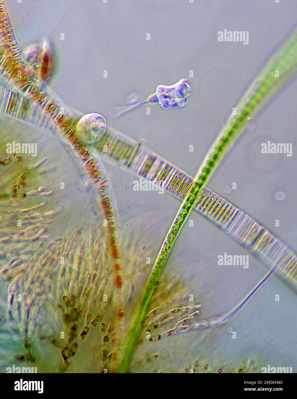 Pond life, light micrograph Stock Photo - Alamy
