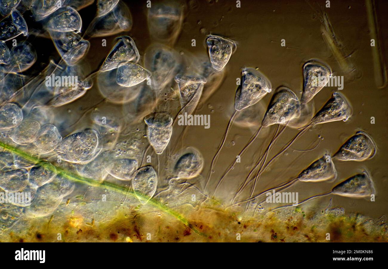 Vorticella protozoa, polarised light micrograph Stock Photo - Alamy Vorticella protozoa, polarised light micrograph Stock Photo - Alamy