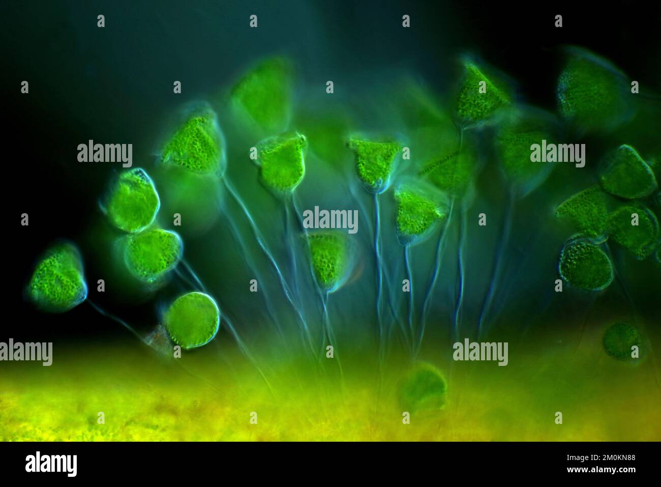 Vorticella protozoa, polarised light micrograph Stock Photo - Alamy Vorticella protozoa, polarised light micrograph Stock Photo - Alamy