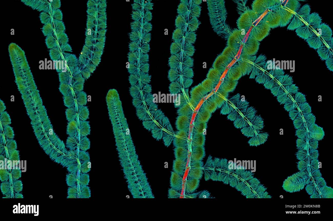 Batrachospermum red algae, light micrograph Stock Photo - Alamy