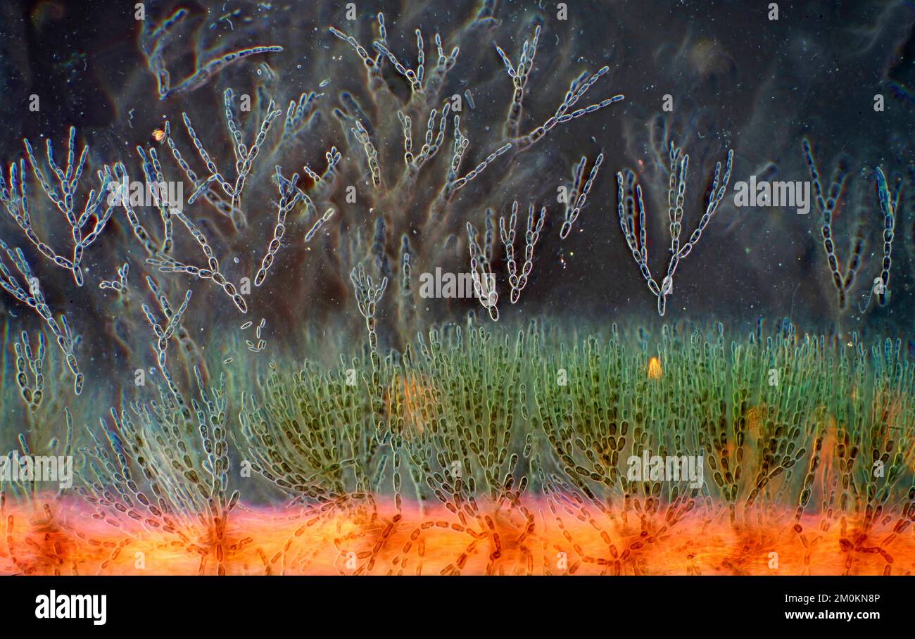 Batrachospermum red algae, light micrograph Stock Photo - Alamy