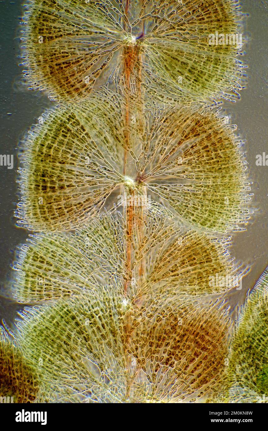 Batrachospermum red algae, light micrograph Stock Photo - Alamy