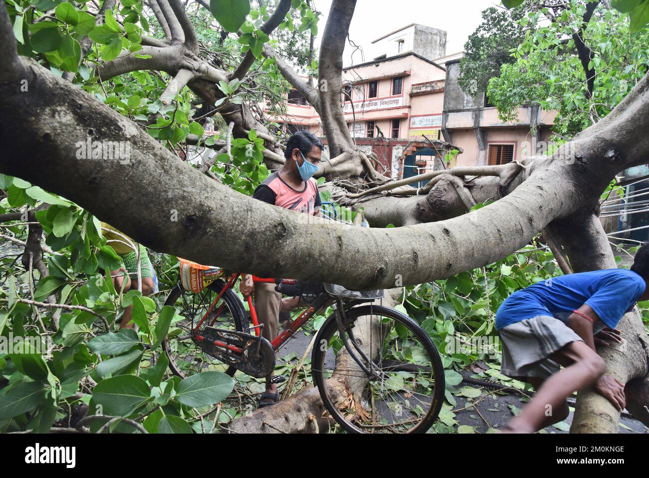 Aftermath of cyclone Amphan, Kolkata, India Stock Photo - Alamy
