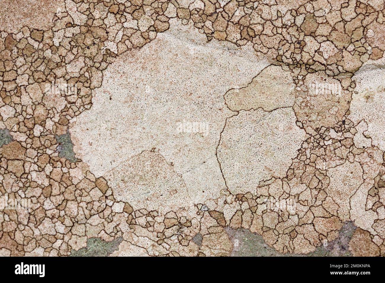 Map lichen (Rhizocarpon geographicum Stock Photo - Alamy
