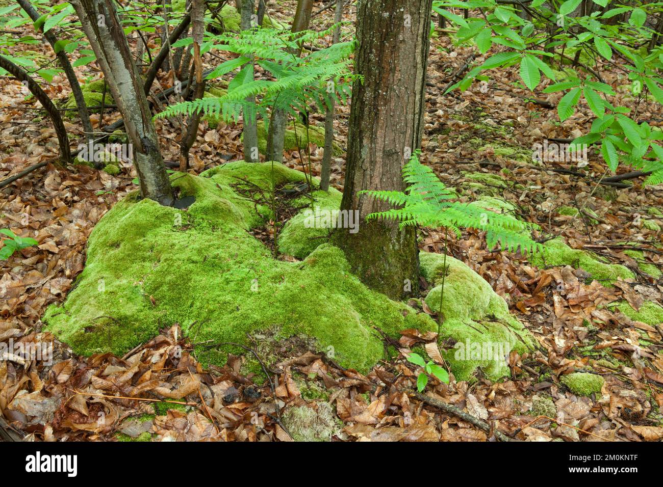 Pincushion moss (Leucobryum glaucum Stock Photo - Alamy