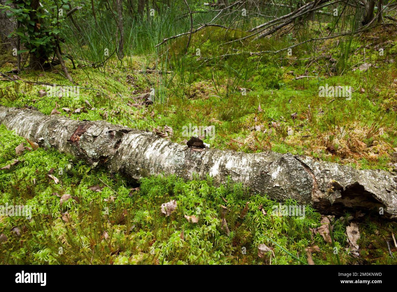 Sphagnum sp. moss coating a dead birch trunk Stock Photo - Alamy