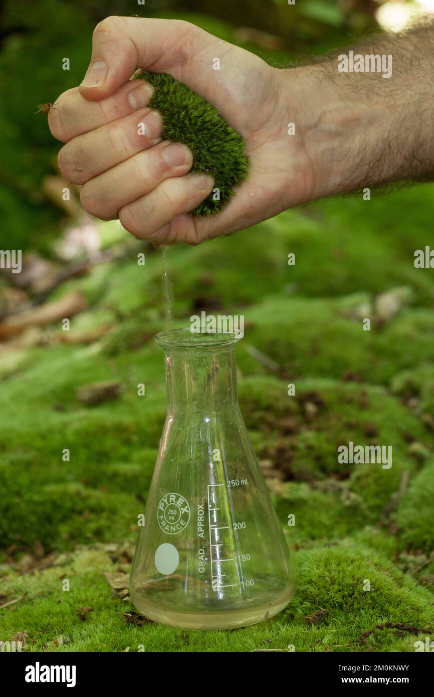 Squeezing large white-moss Stock Photo - Alamy
