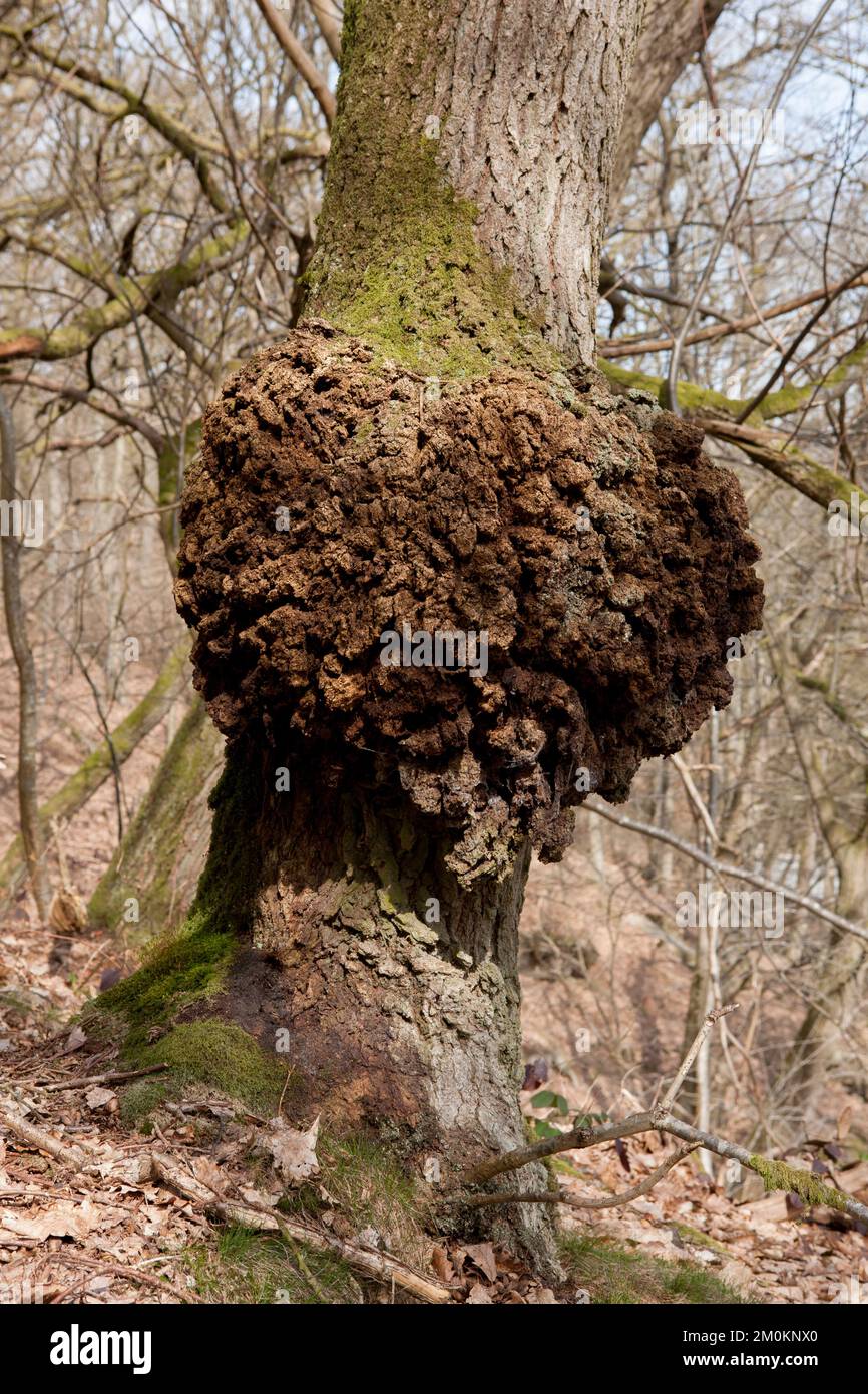 Burl on an oak trunk Stock Photo - Alamy