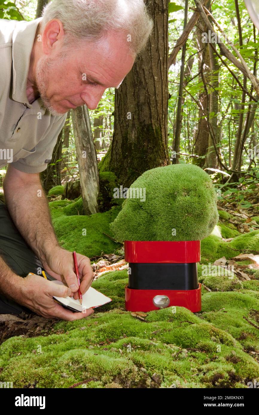 Weighing a Large White-moss Stock Photo - Alamy