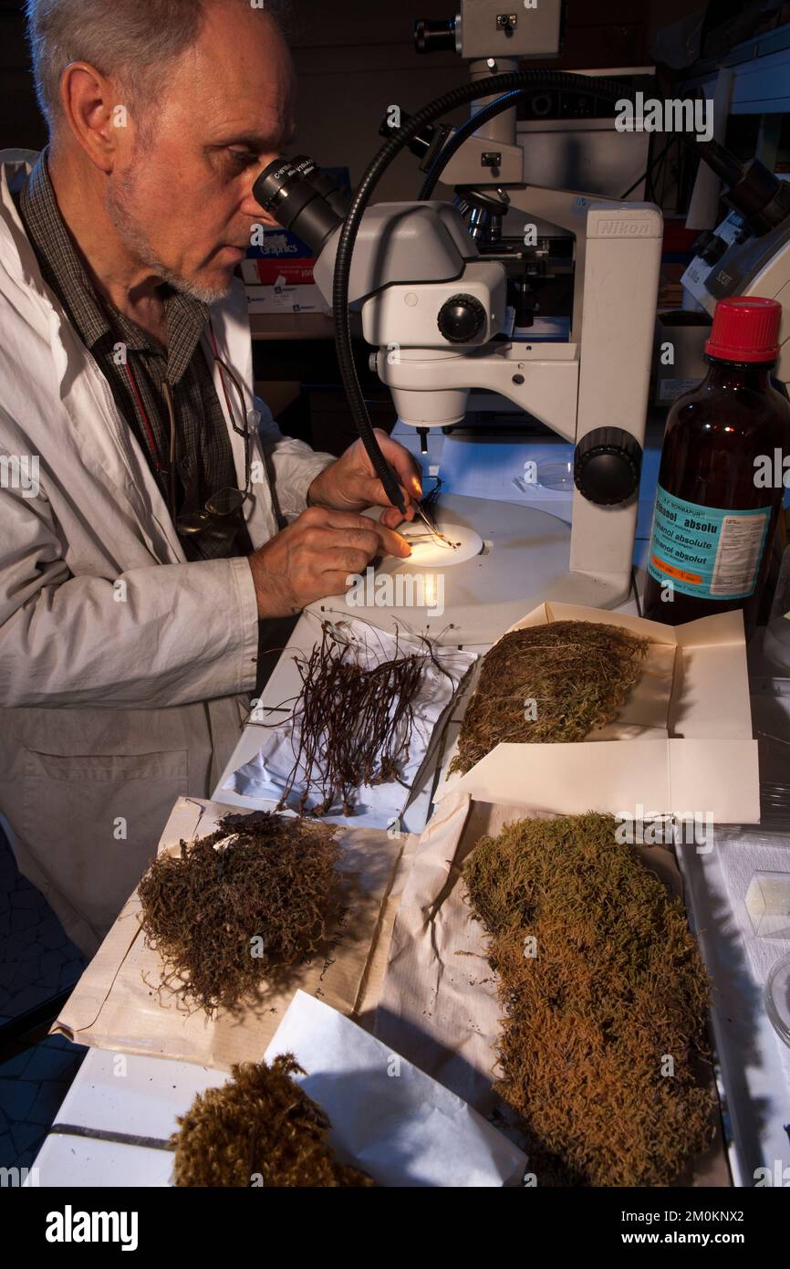 Scientist identifying different species of moss Stock Photo - Alamy