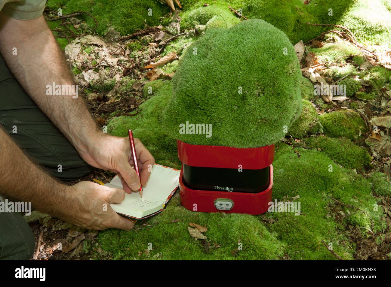 Weighing a Large White-moss Stock Photo - Alamy
