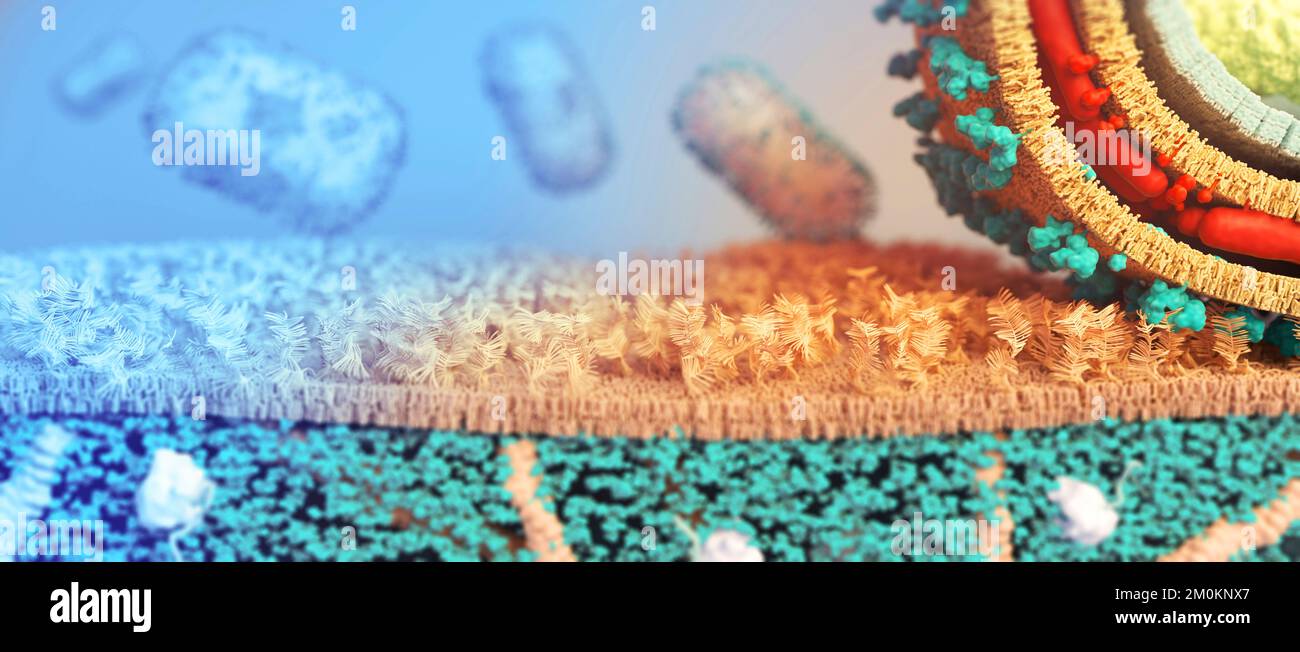 Monkeypox virus binding to host cell, illustration Stock Photo - Alamy