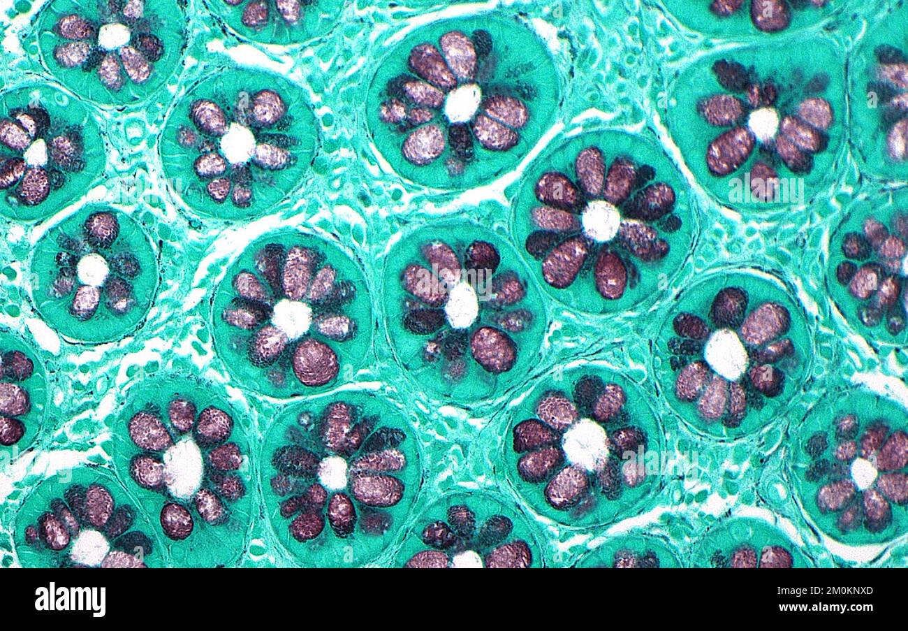 Colon crypt, light micrograph Stock Photo - Alamy