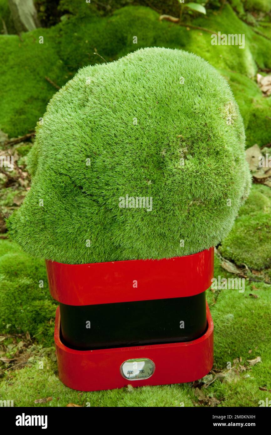 Weighing a large white-moss Stock Photo - Alamy