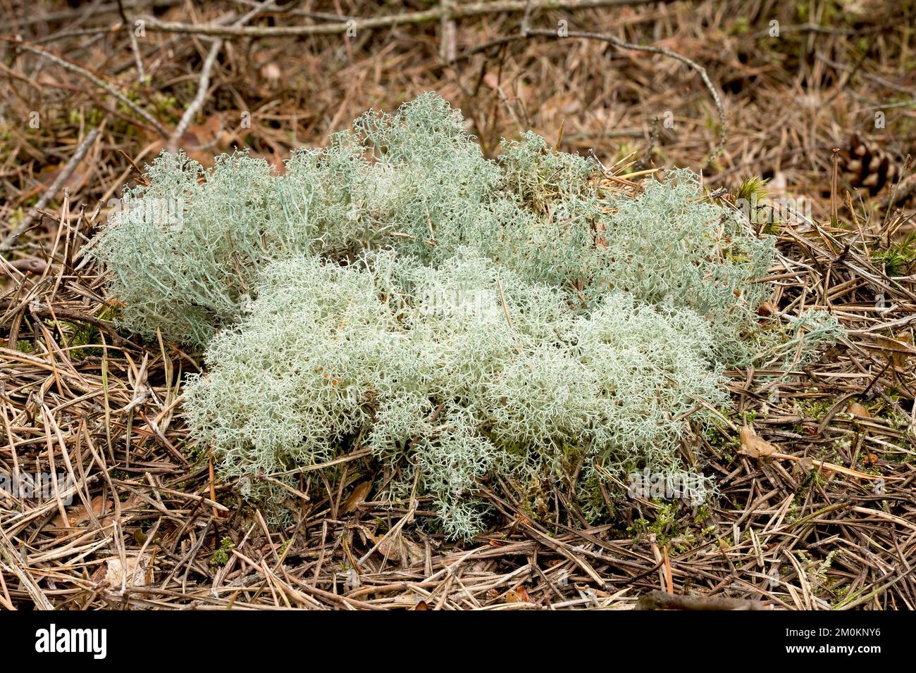 Reindeer lichen (Cladonia portentosa Stock Photo - Alamy