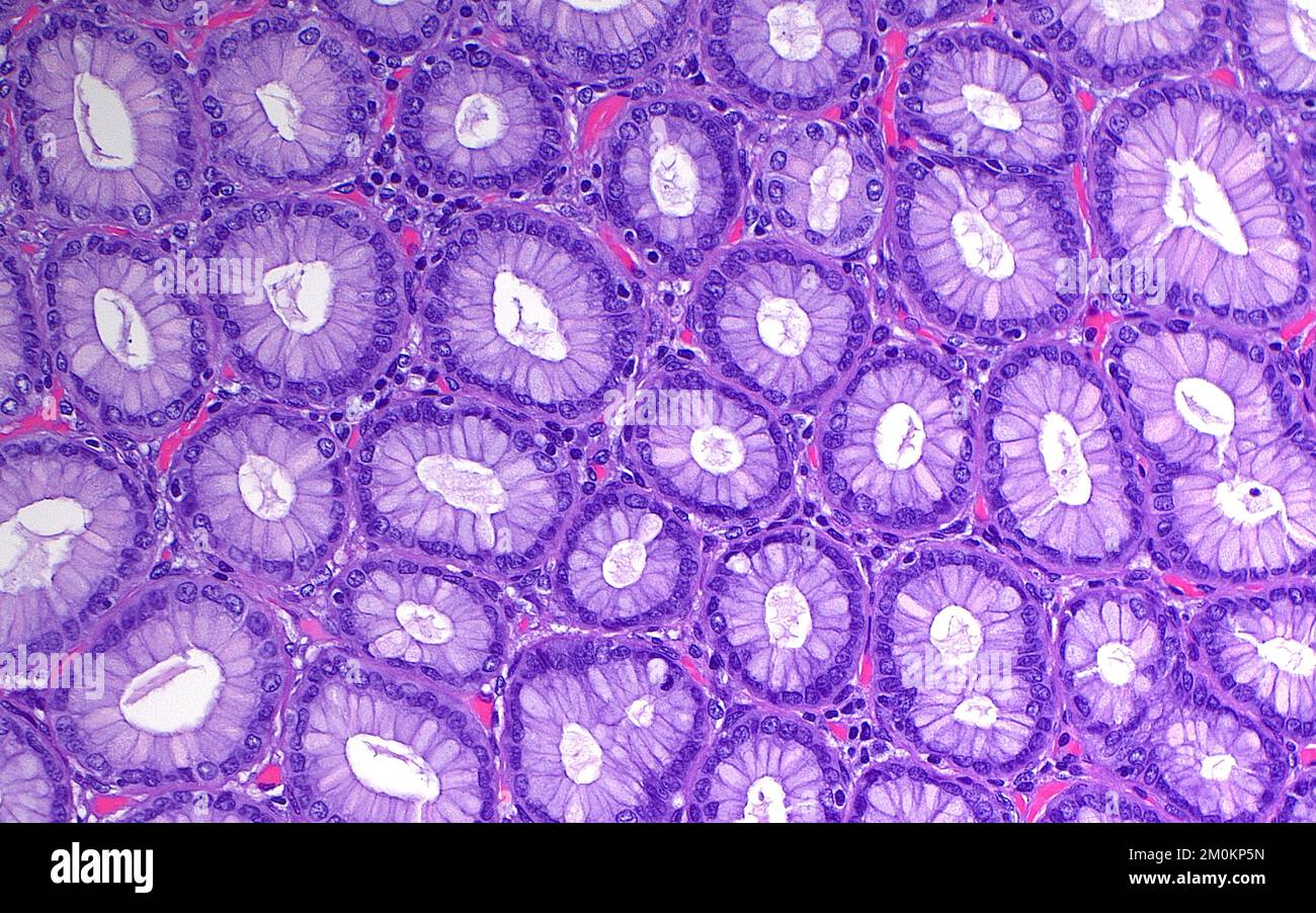 Stomach glands, light micrograph Stock Photo - Alamy