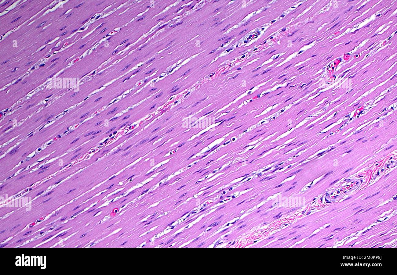 Smooth muscle in intestine, light micrograph Stock Photo - Alamy