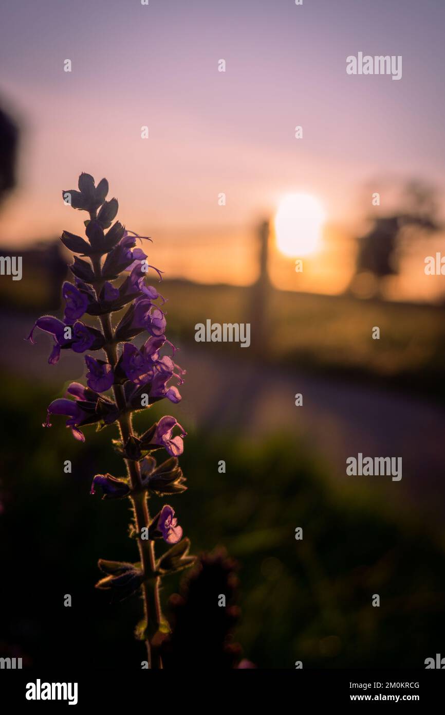 Lavender sunset hi-res stock photography and images - Alamy
