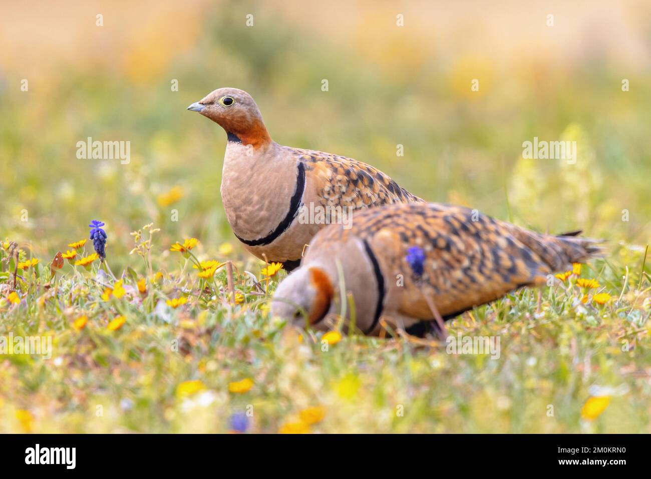 Black-Bellied Sandgrouse (Pterocles orientalis) in natural grassland ...