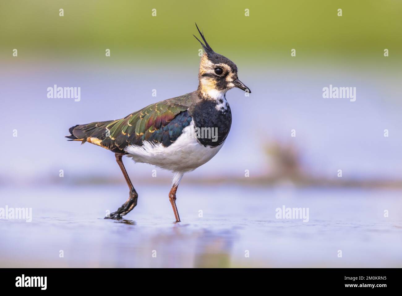 Female Northern lapwing (Vanellus vanellus) foraging in shallow water ...