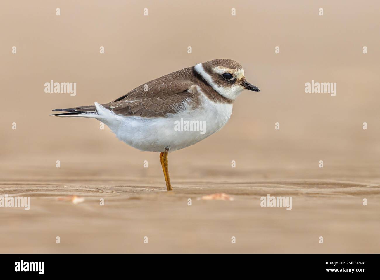 Juvenile ringed plover hi-res stock photography and images - Alamy