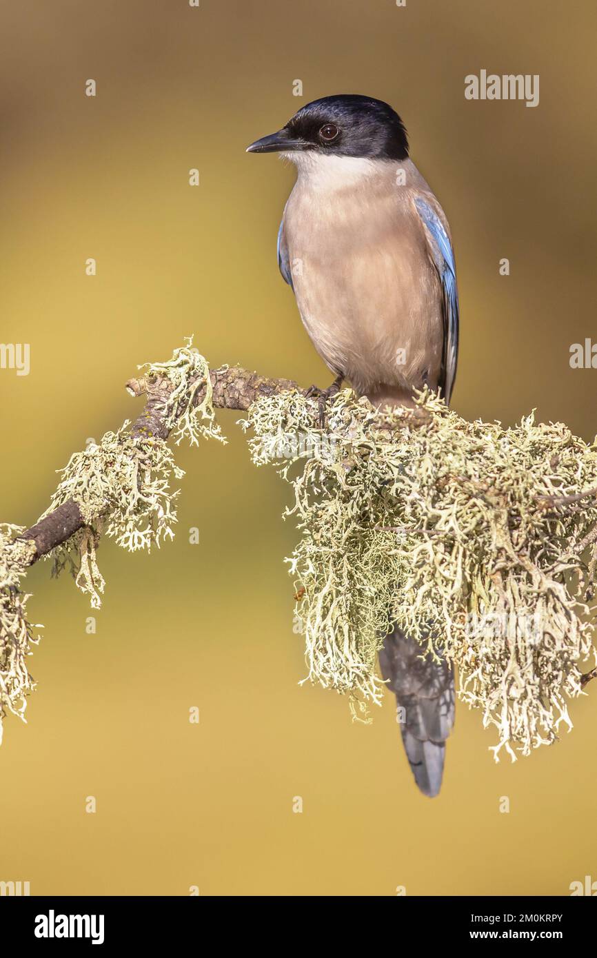 Iberian magpie (Cyanopica cooki) is a Bird in the Crow family. Bird on ...