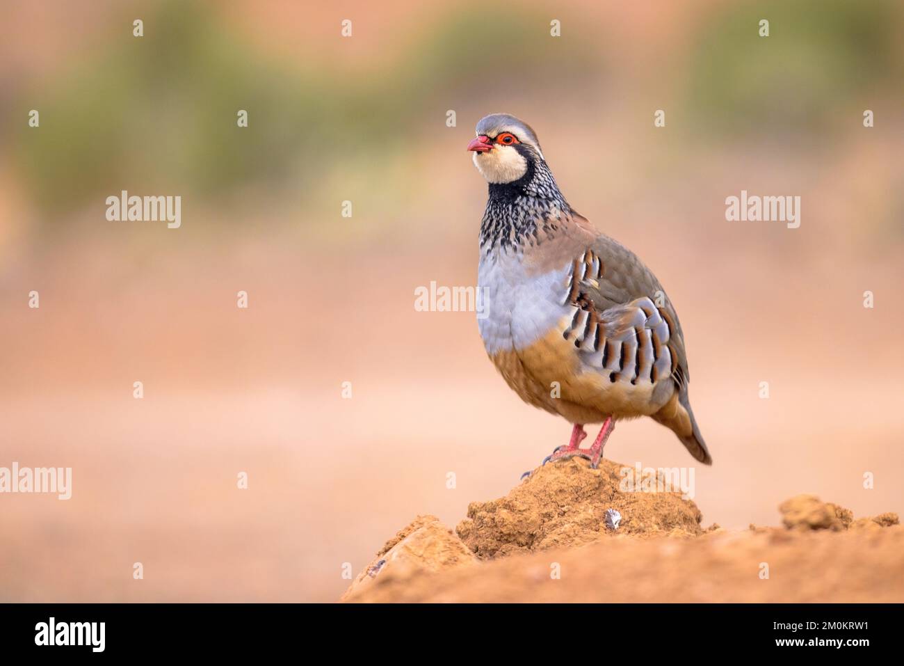 Red-Legged Partridge (Alectoris rufa) is a Gamebird in the Pheasant ...