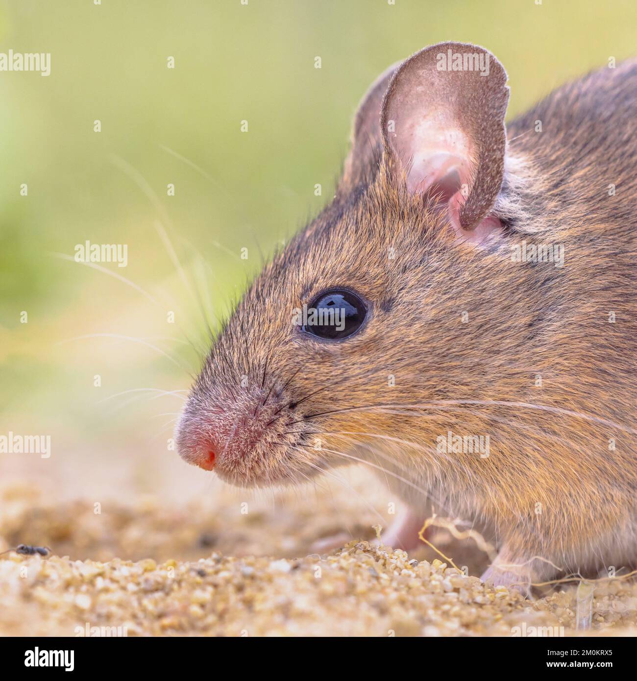 Sand wildlife hi-res stock photography and images - Alamy