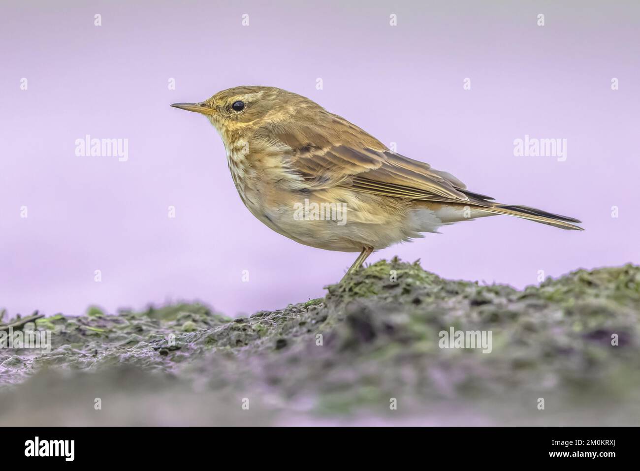 Water Pipit (Anthus spinoletta) juvenile bird resting in Wetland ...