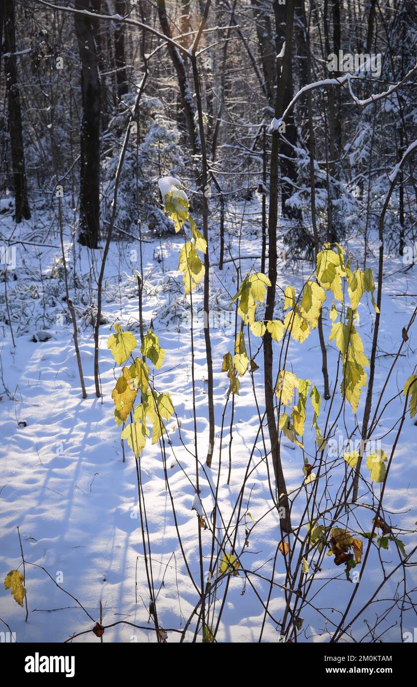 yellow leaves in the city park after the first snowfall, winter ...