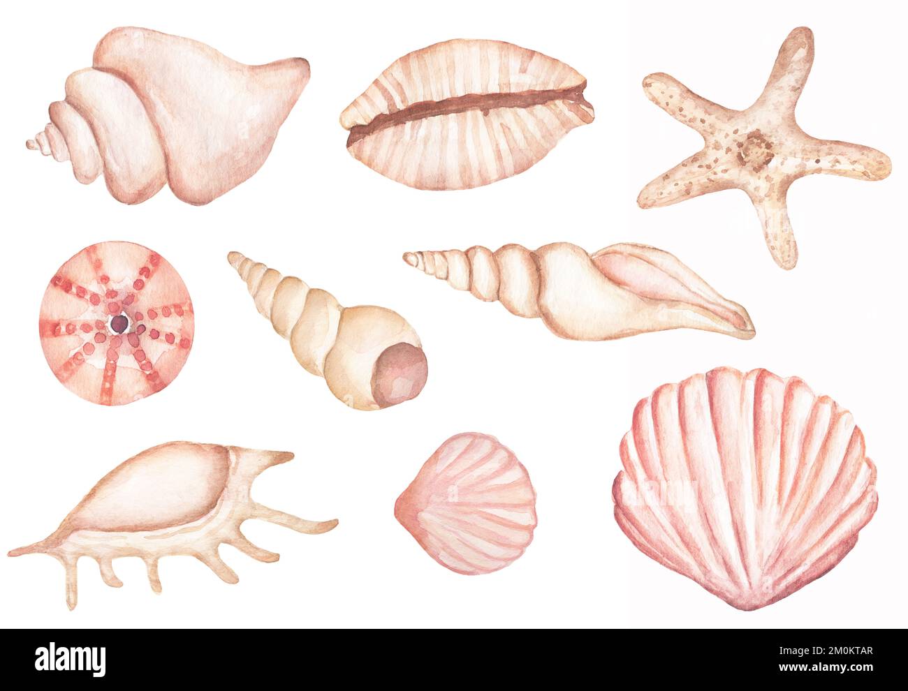 Watercolor set of isolated marine shells objects, starfish clipart ...