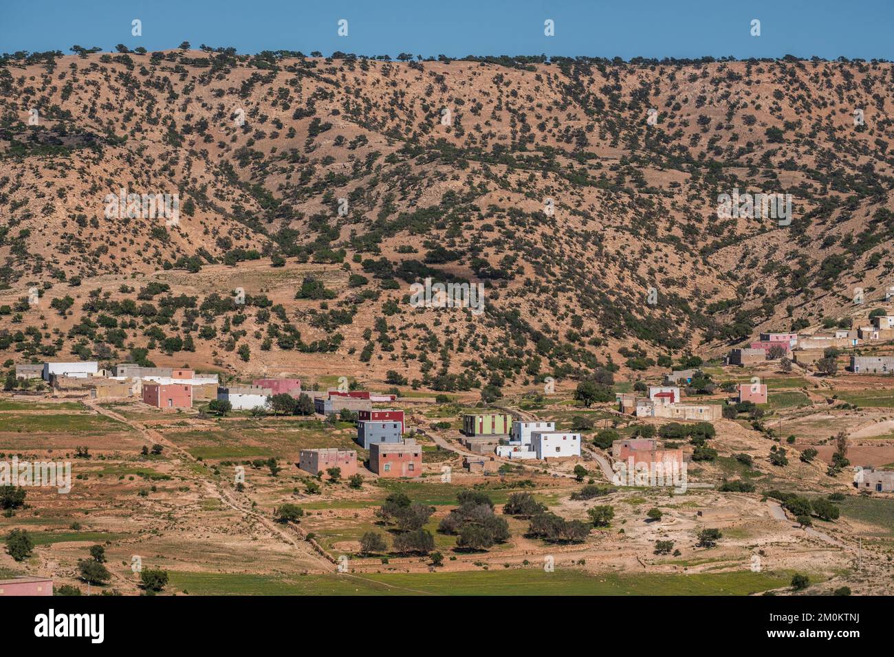argan tree, Assaka, road from Essaouira to Agadir, morocco, africa ...